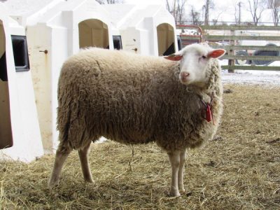 Artisanal Sheep Cheese: Shepherds Manor Creamery Part 1 of 2 - Countryside